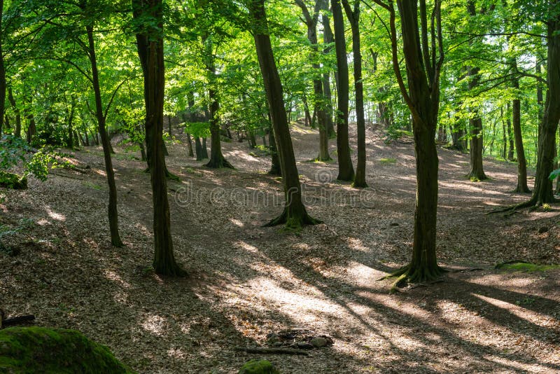 Wooded Forest Trees Backlit by Sunlight Stock Image - Image of ...