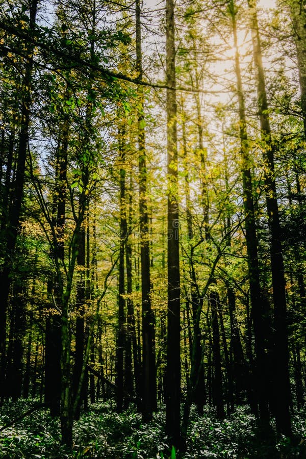 Wooded Forest Trees Backlit by Sunlight Rays Pouring through Trees on ...