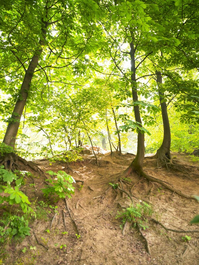 Wooded Hillside stock photo. Image of woods, green, vertical - 12053514