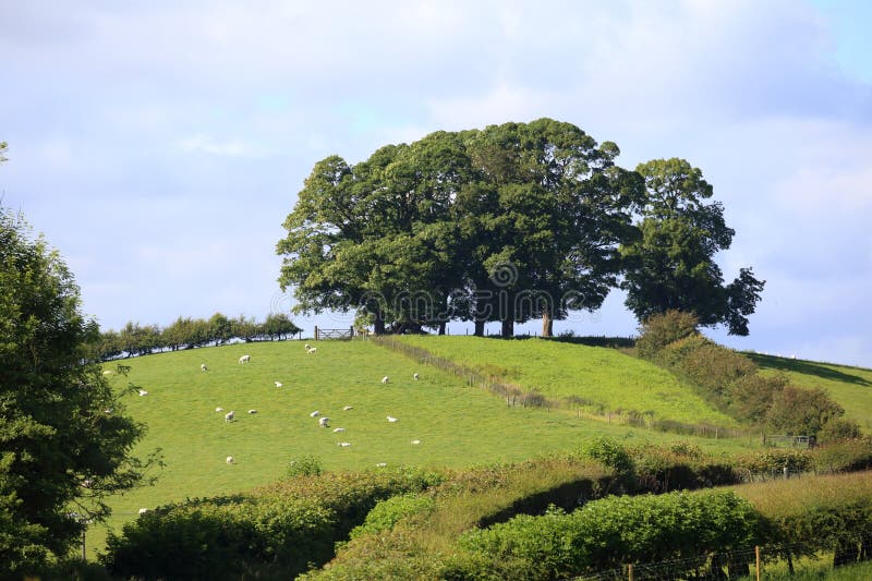 The wooded Knoll stock image. Image of england, grazing - 324724743