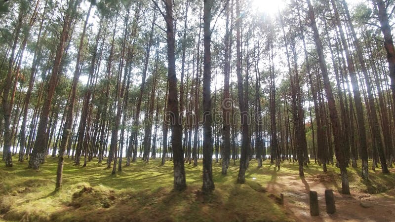 Wooded Landscape, View of Multiple Tall Trees Stock Image - Image of ...