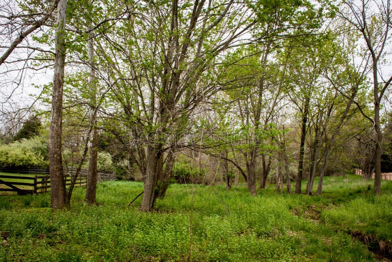 Wooded Pasture stock photo. Image of trees, wooded, beauty - 79611480