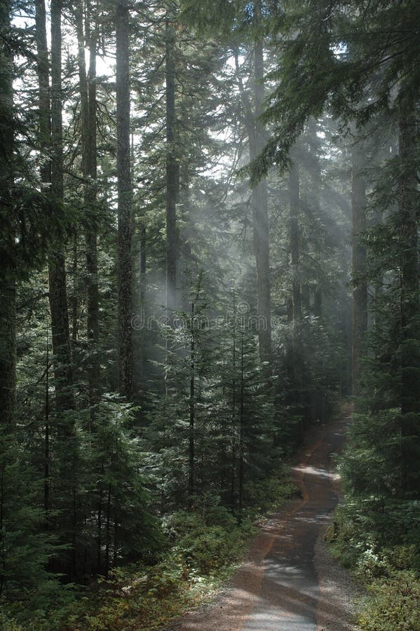 Wooded Path stock photo. Image of tall, path, exploration - 1614764