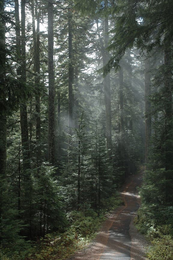 Wooded Path stock photo. Image of tall, path, exploration - 1614764