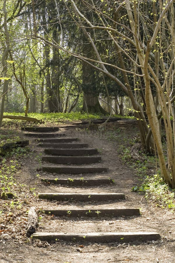 Wooded Path Picture. Image: 2513319