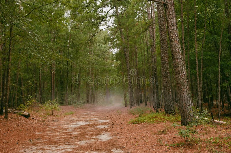 A wooded path. stock photo. Image of trees, area, path - 91833384