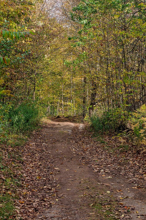 An oil of a wooded path. stock photo. Image of nature - 112063544