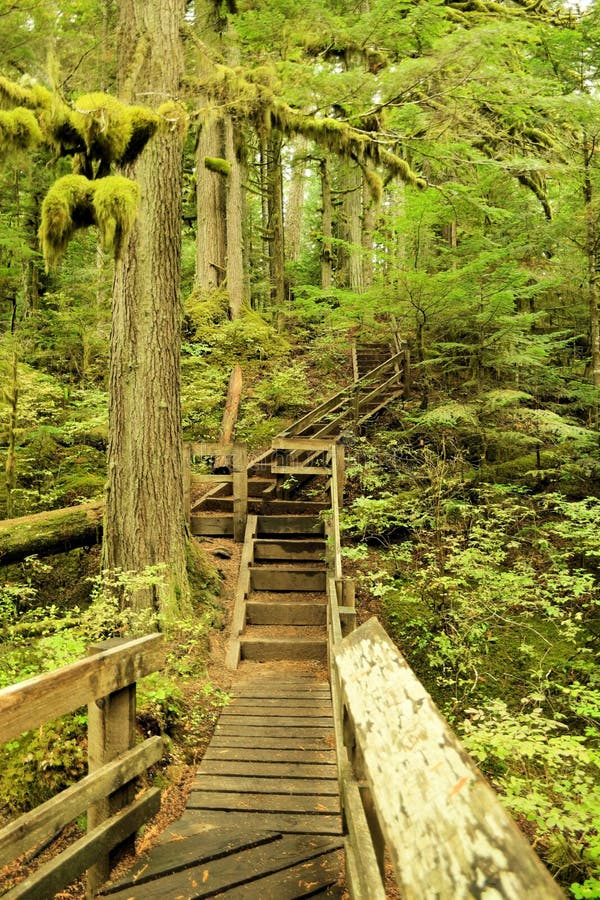 Wooded Path in a Green Paraise. Stock Image - Image of hiking, outdoor ...