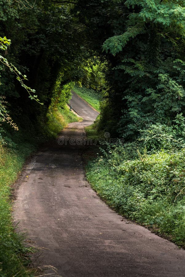 Wooded Path Leading To the Forest Stock Image - Image of foliage ...