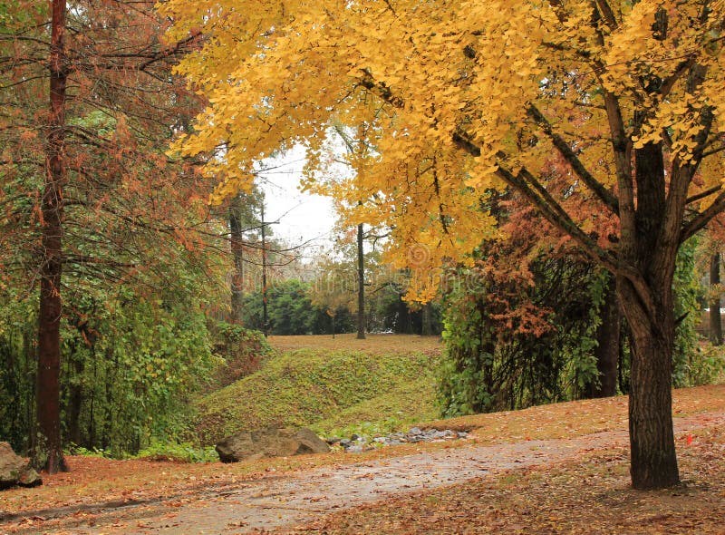 A wooded path. stock photo. Image of trees, area, path - 91833384