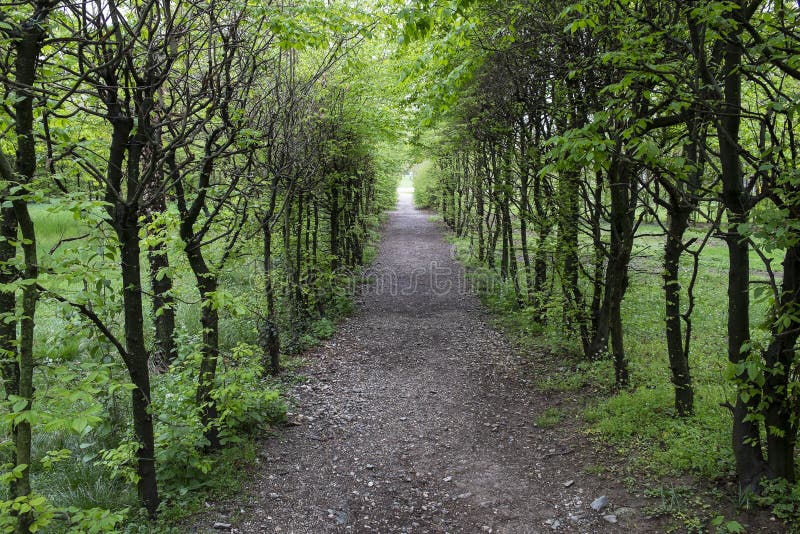 Wooded Path in a Green Paraise. Stock Image - Image of trunks ...
