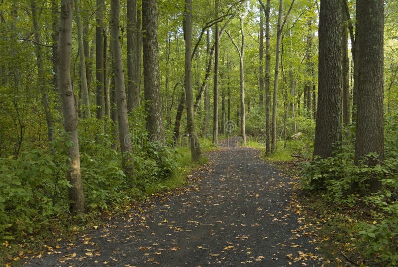 Wooded Path stock image. Image of trees, monmouth, park - 10901889