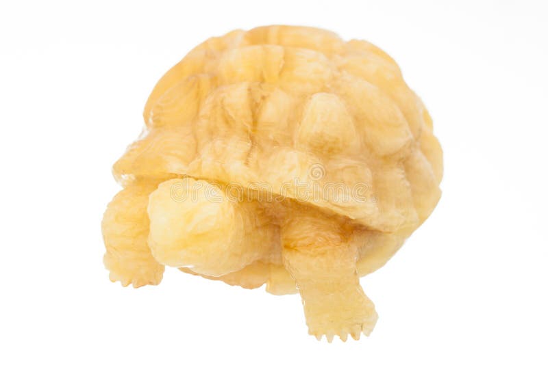 Wooden - Amber Turtle Isolated on White Stock Photo - Image of jewelery ...