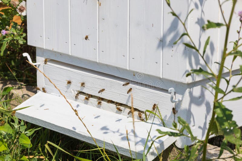 Wooden Apiary in the Field. There are Bees Around the Apiary Stock ...