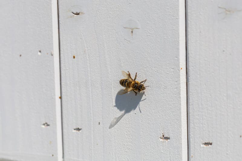 Wooden Apiary in the Field. There are Bees Around the Apiary Stock ...