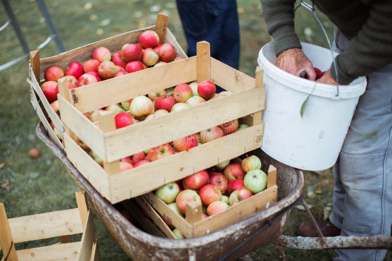 Wooden apple box, harvest stock image. Image of apples - 120247051