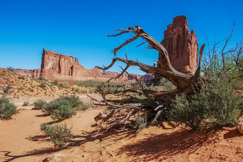 Reaching Arms of a Dead Tree. Stock Photo - Image of arch, america ...
