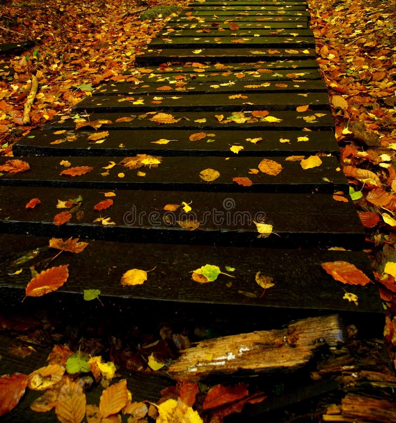 Wooden autumn footpath stock photo. Image of brown, rainy - 3325360