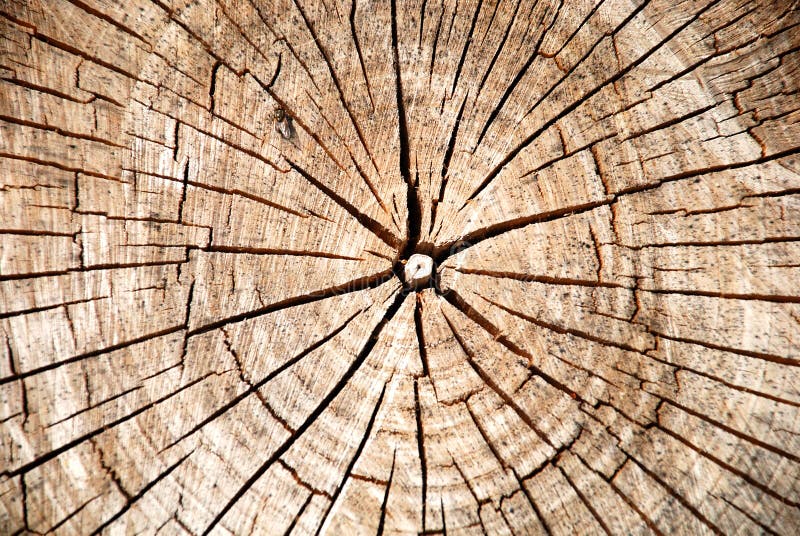 Target on tree stock photo. Image of grain, round, accuracy - 25029648