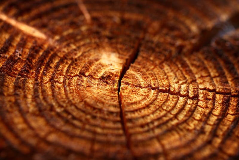 Wooden Background with Cracked Growth Rings Stock Photo - Image of ...