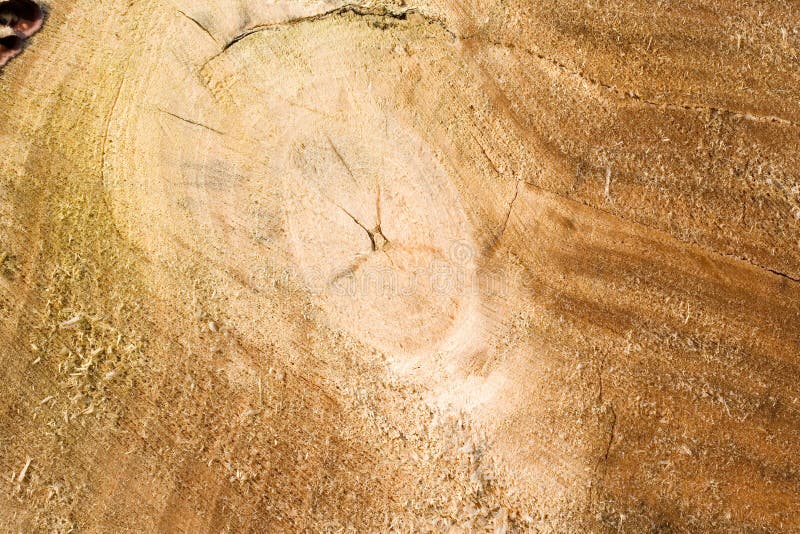 Cross Groth Stock Photos - Free & Royalty-Free Stock Photos from Dreamstime