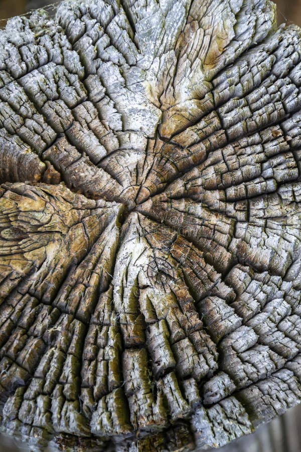 Wooden Background in the Form of a Cut of an Old Log Stock Image ...