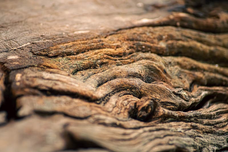 Wooden Background Root of a Tree with Deep Texture, Selective Focus ...