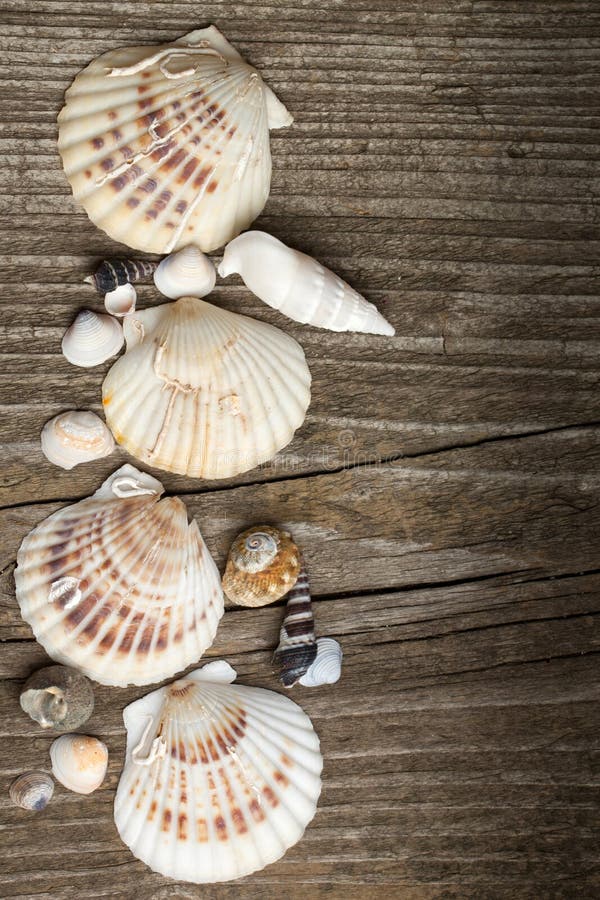 Wooden Background with Sea Shells Stock Photo - Image of design, shell ...