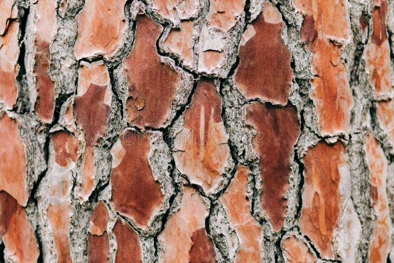 Beautiful Wooden Background with a Textured Pattern of Cedar Bark Stock ...