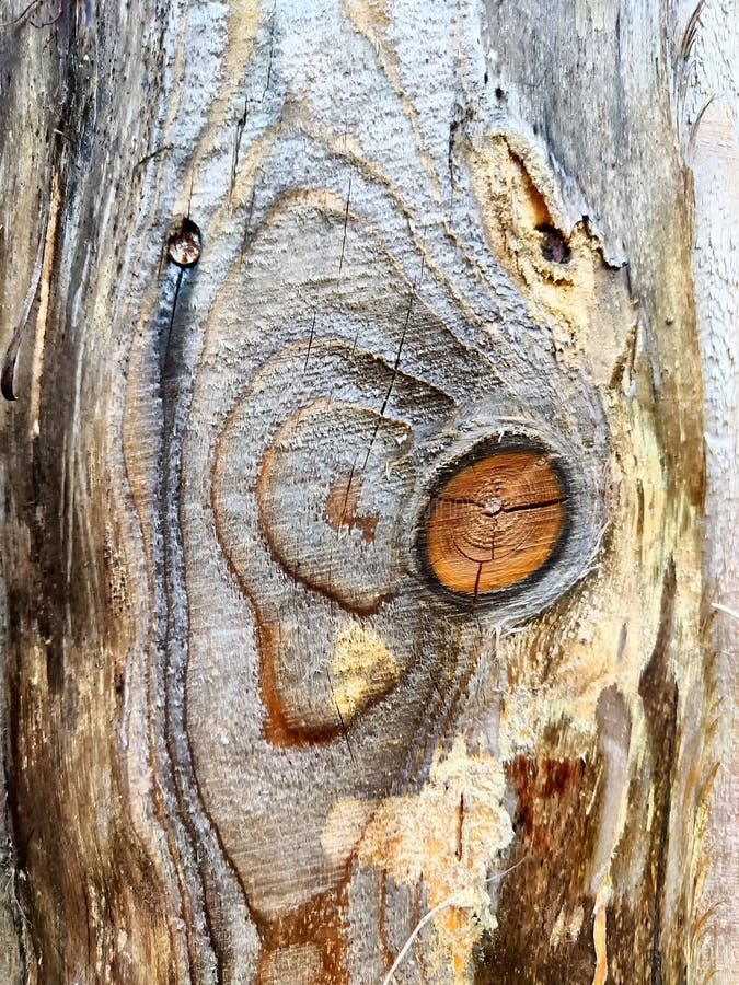 Wooden Background, Wood Texture. Sawed a Tree with a Knot and Rings of ...