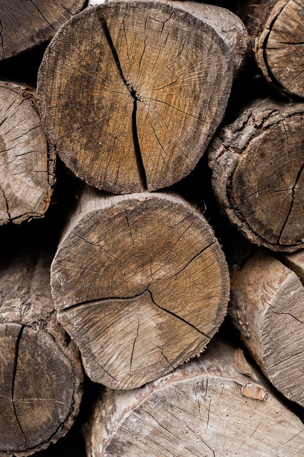 Dld Tree Stock Photos - Free & Royalty-Free Stock Photos from Dreamstime