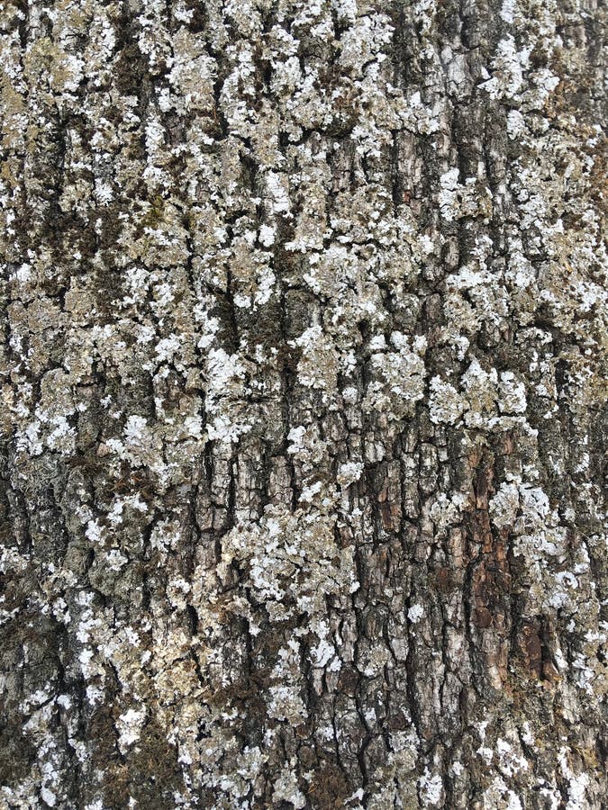 Wooden Bark, Detailed Texture Photo Stock Image - Image of pine, close ...