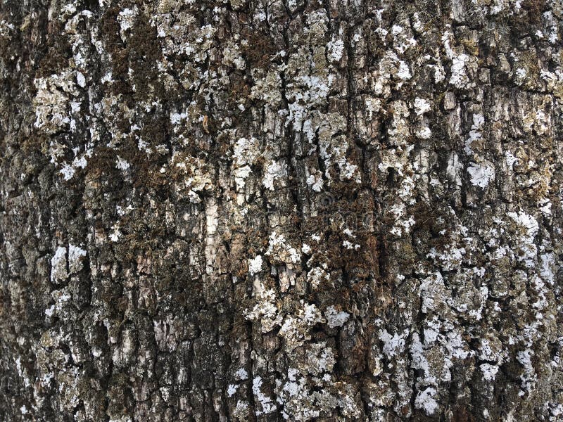 Wooden Bark, Detailed Texture Photo Stock Photo - Image of material ...