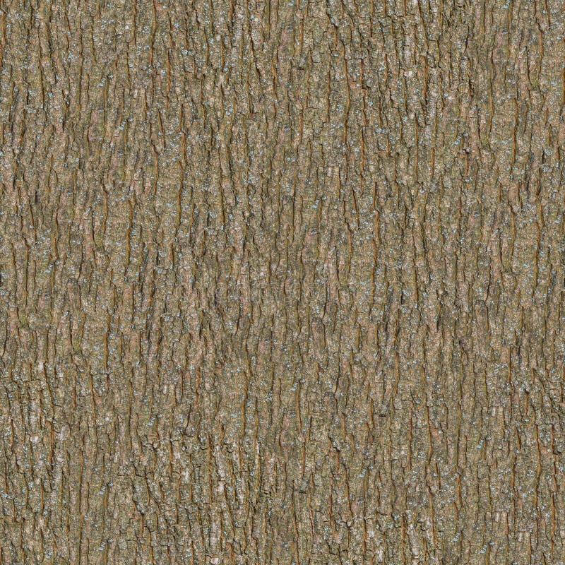 Wooden Bark. Seamless Tileable Texture. Stock Image - Image of tree ...