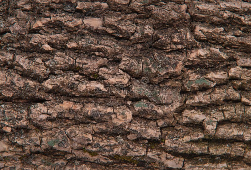 Stub Log with Wooden Texture Isolated Stock Image - Image of scratch ...