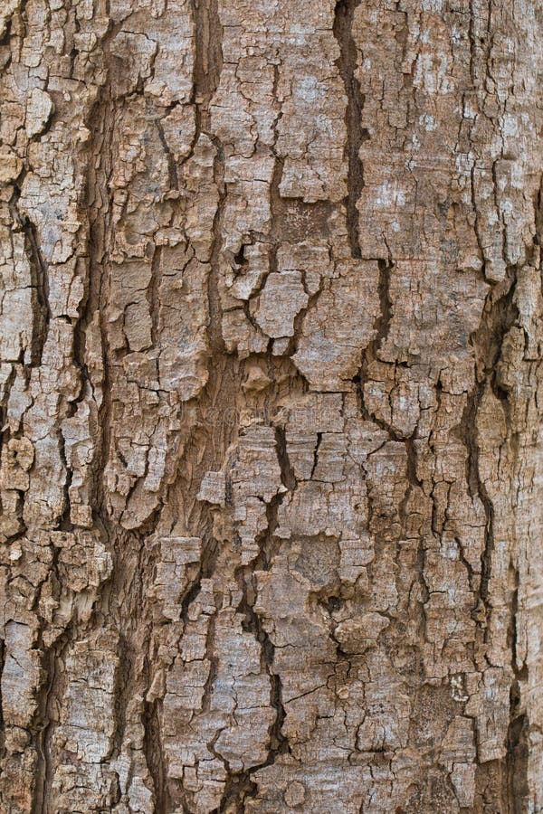 Wooden Bark Texture for Background. Stock Image - Image of natural ...