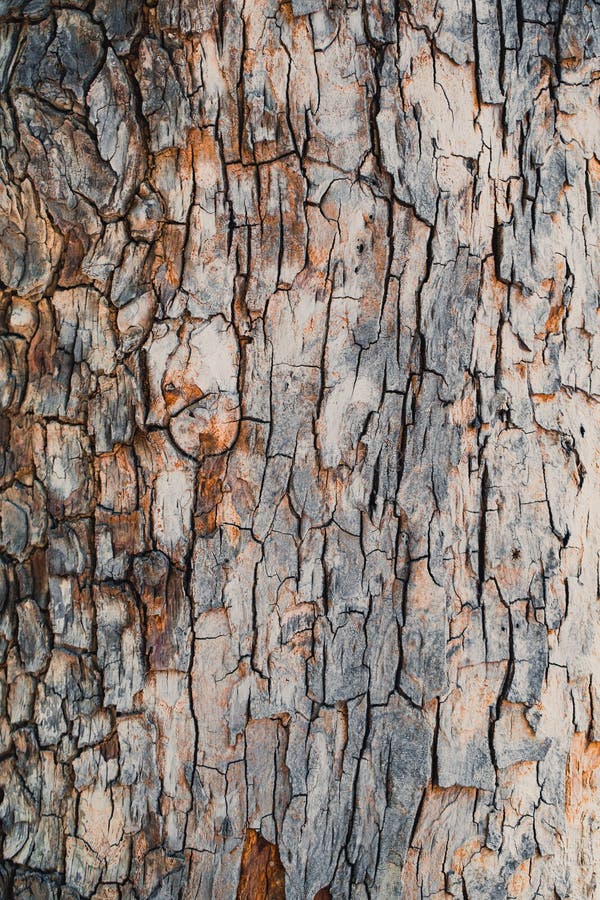Wooden Bark Texture for Background. Stock Photo - Image of bark ...