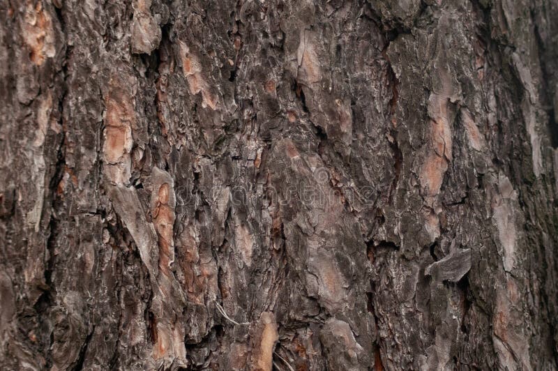 Wooden Bark Texture of Christmas Tree Stock Photo - Image of christmas ...