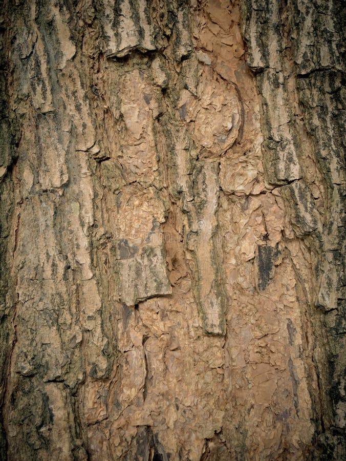 Wooden Bark Texture,tree Trunk Surface Stock Image - Image of rustic ...