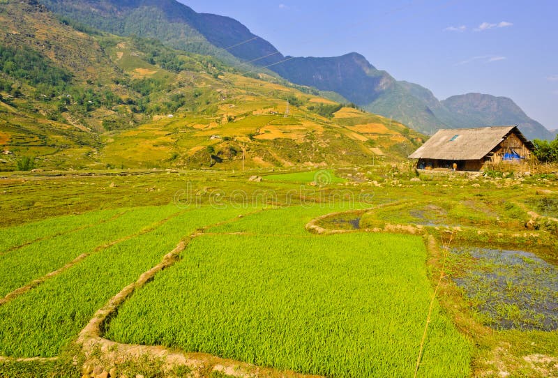Barn in Rice Terraced Field Stock Image - Image of asia, barn: 24821099