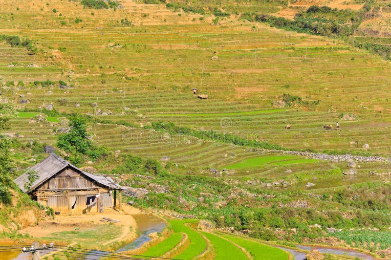 Barn in Rice Terraced Field Stock Image - Image of asia, barn: 24821099