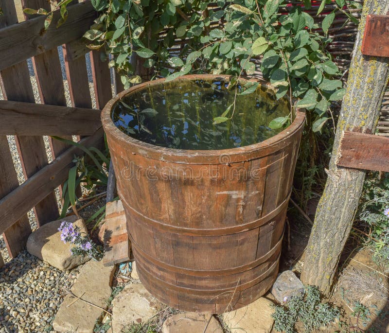 Wooden Barrel Filled with Water Stock Photo - Image of nature, backyard ...