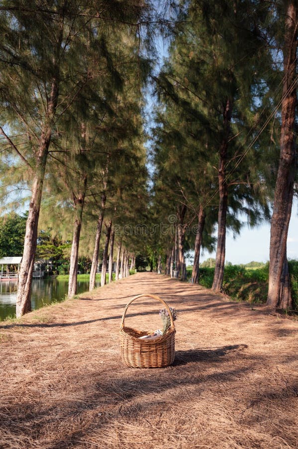 Wooden Basket with Flower Placed on Pathway in Pine Tree Tunnel and ...