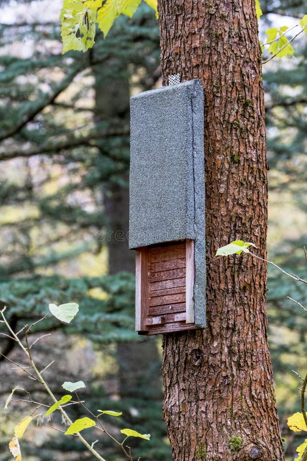 Wooden bat box on a tree stock image. Image of species - 131898409