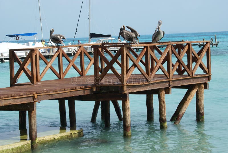 Wooden beach bridge stock photo. Image of scenics, birds - 59172476