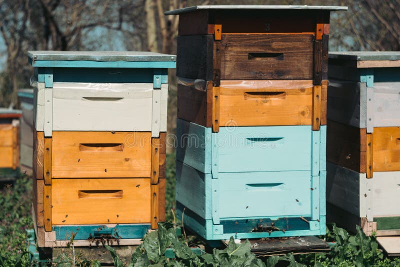 Several Colorful Wooden Beehives. Apiary, Beekeeping Stock Photo ... Several Colorful Wooden Beehives. Apiary, Beekeeping Stock Photo ...