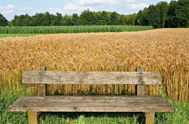 A Wooden Bench And Green Agriculture Fields With Sky With Clouds Stock ...