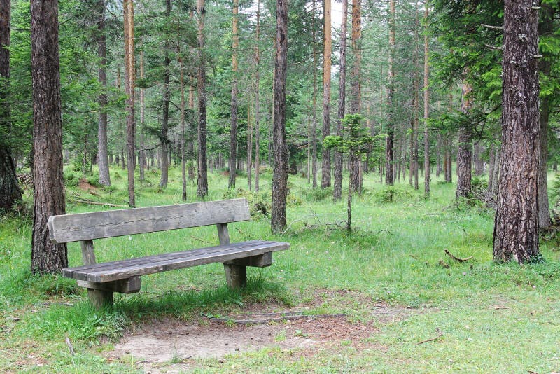 Wooden Bench Along a Hiking Trail in the Forest Stock Photo - Image of ...