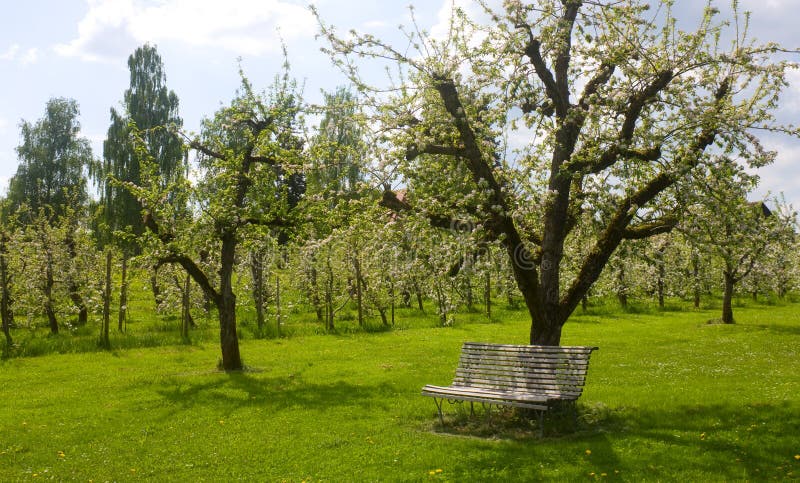 Wooden bench stock photo. Image of park, nature, meadow - 31079014