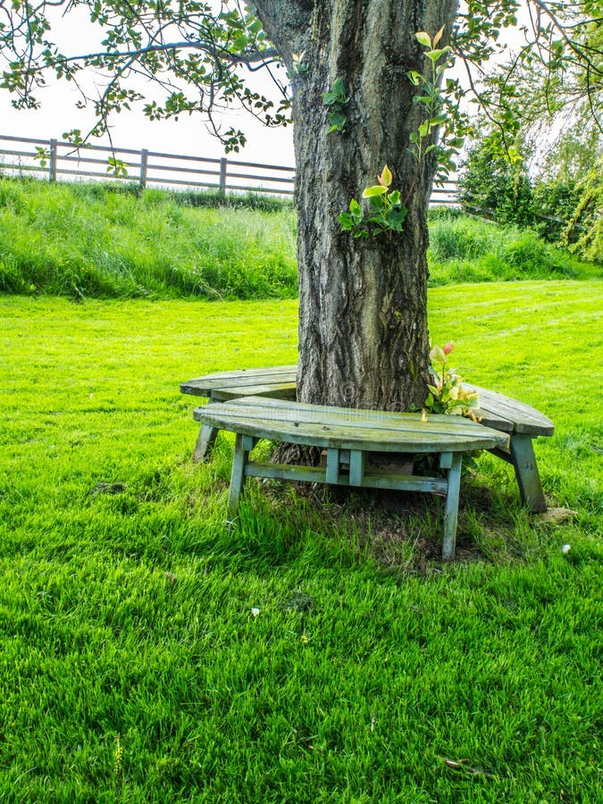 Wooden Bench Around an Old Tree on Green Grass Stock Image - Image of ...